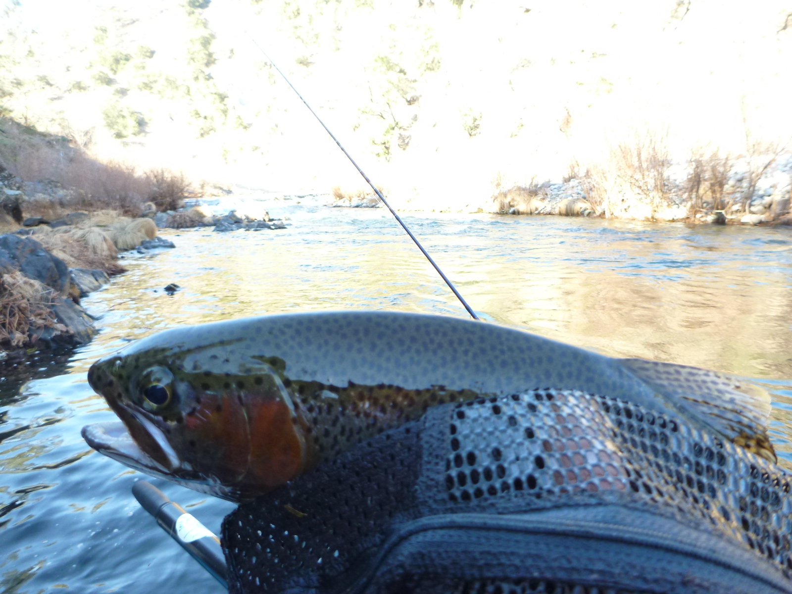 best steelhead fishing california 2014 | mtshasta.com - jack trout's weblog